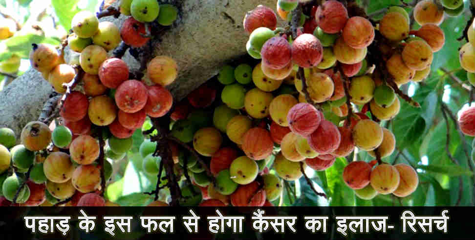 Uttarakhand News: Timla fruit is beneficial for health says research